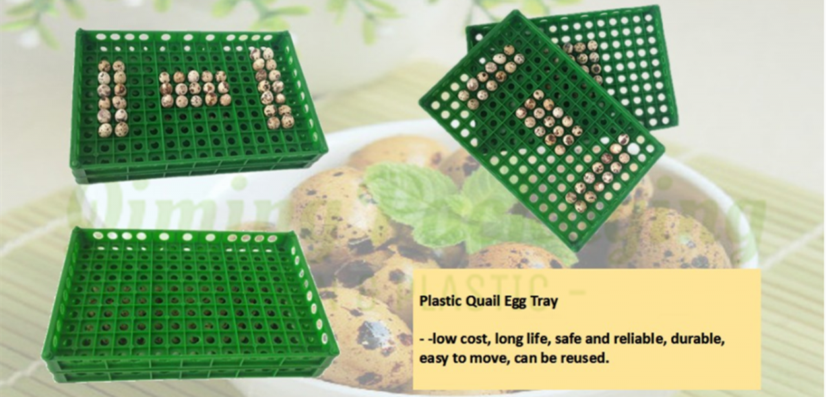 Quail Egg Trays - Qiming Packaging